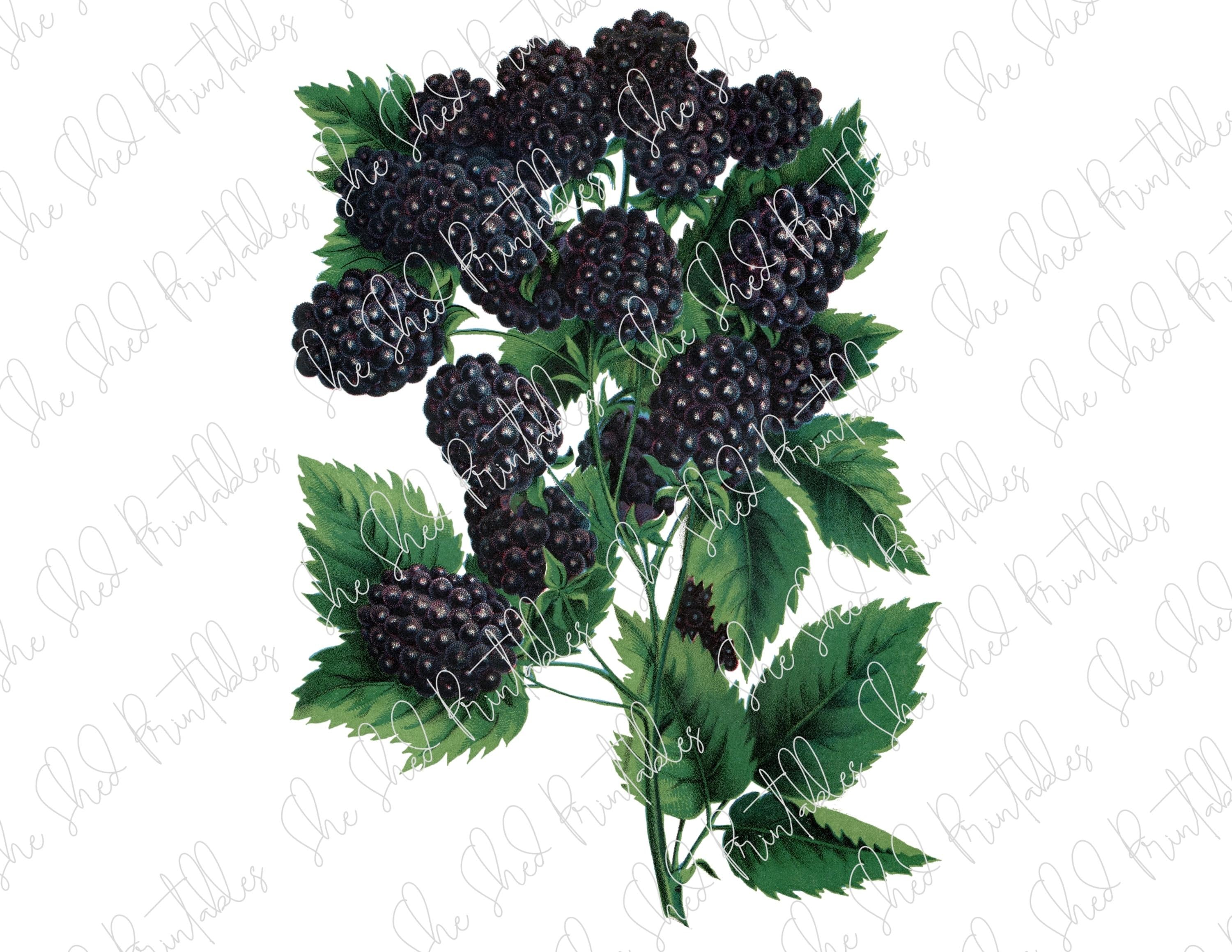 Blackberry Bush Clipart
