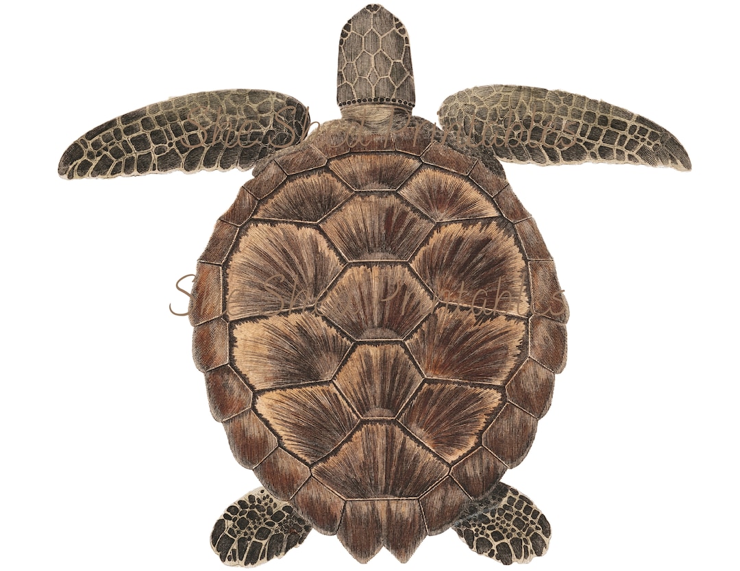 1700's Tortoise Illustration, Digital Image, Instant Download, Clipart ...