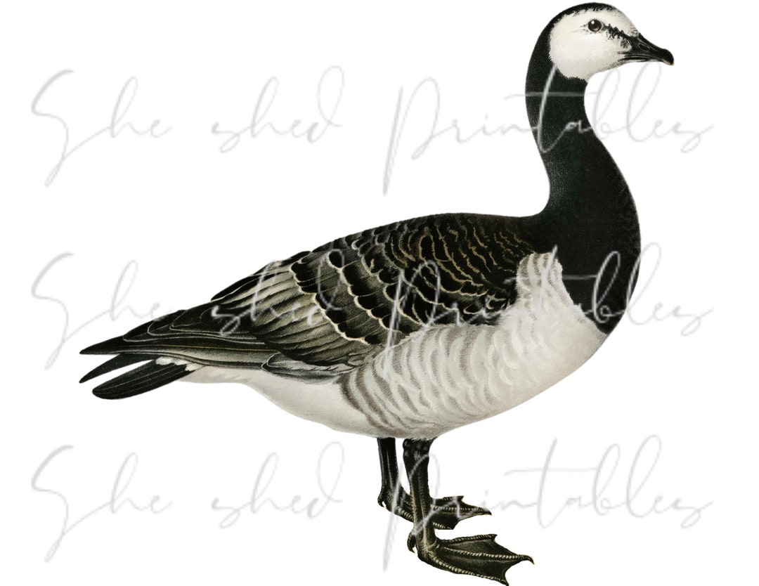 Barnacle Goose Digital Image, Instant Download, Vintage, 1900's, DIY ...