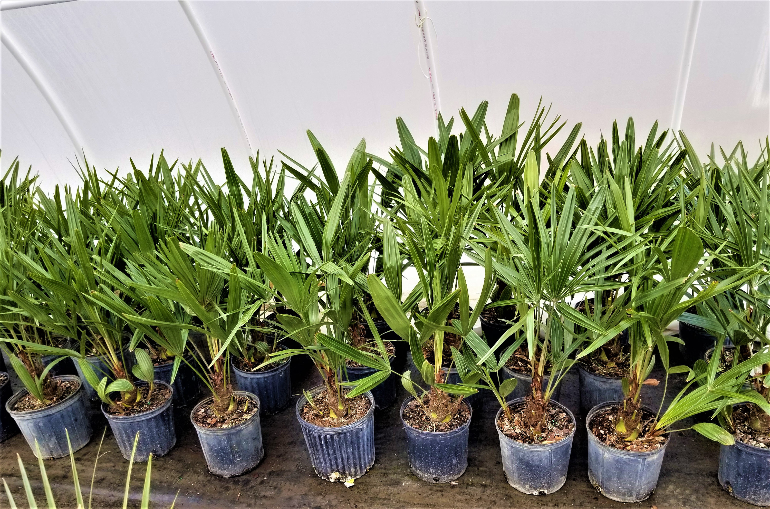 Needle Palm Tree 3 Gallon Cold Hardy | Etsy