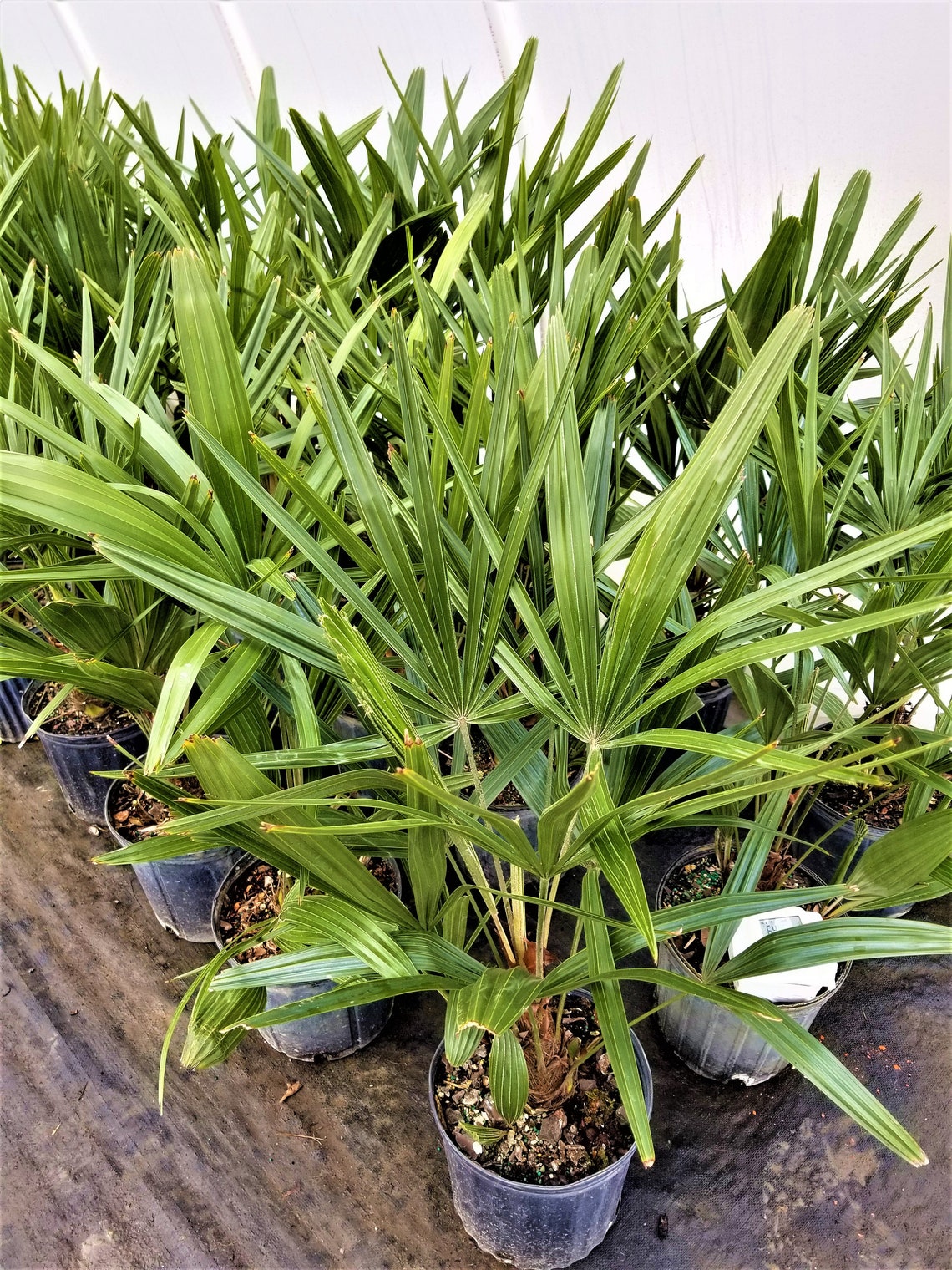 Needle Palm Tree 3 Gallon Cold Hardy | Etsy