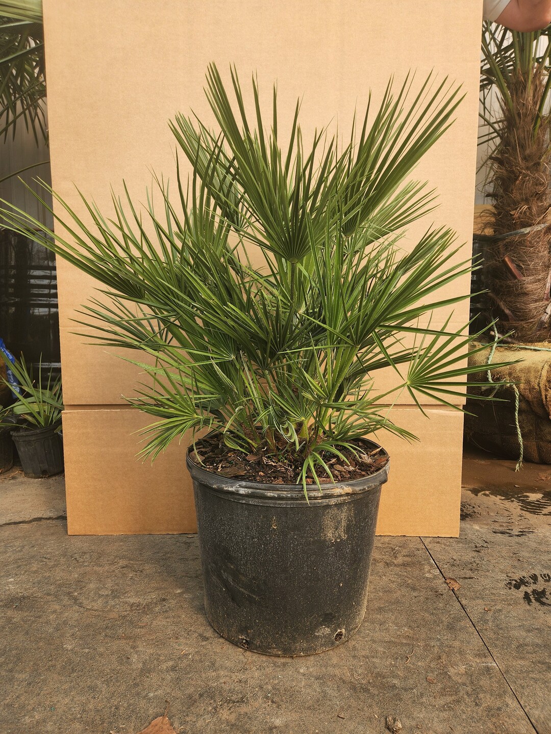 European Fan Palm 7 Gallon - Etsy