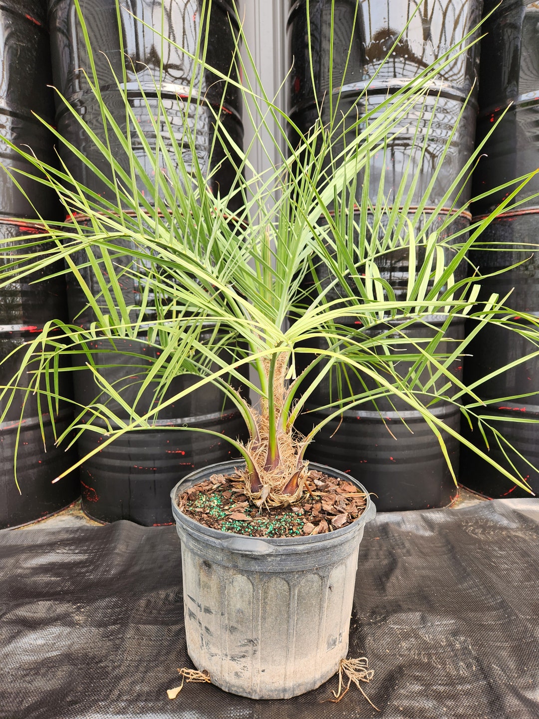 Pindo Palm Tree, 7 Gallon - Etsy