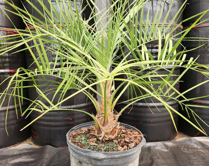 Pindo Palm Tree, 7 Gallon - Etsy