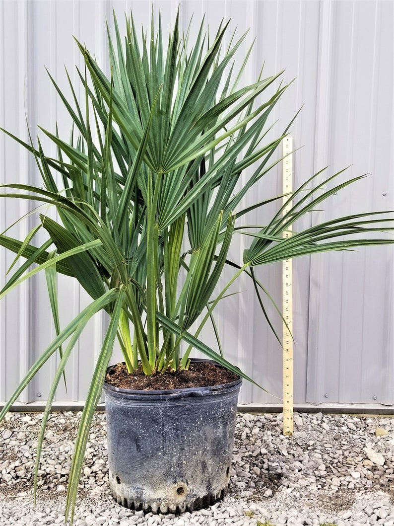 Sabal Minor Palm Tree 7 Gallon Cold Hardy | Etsy