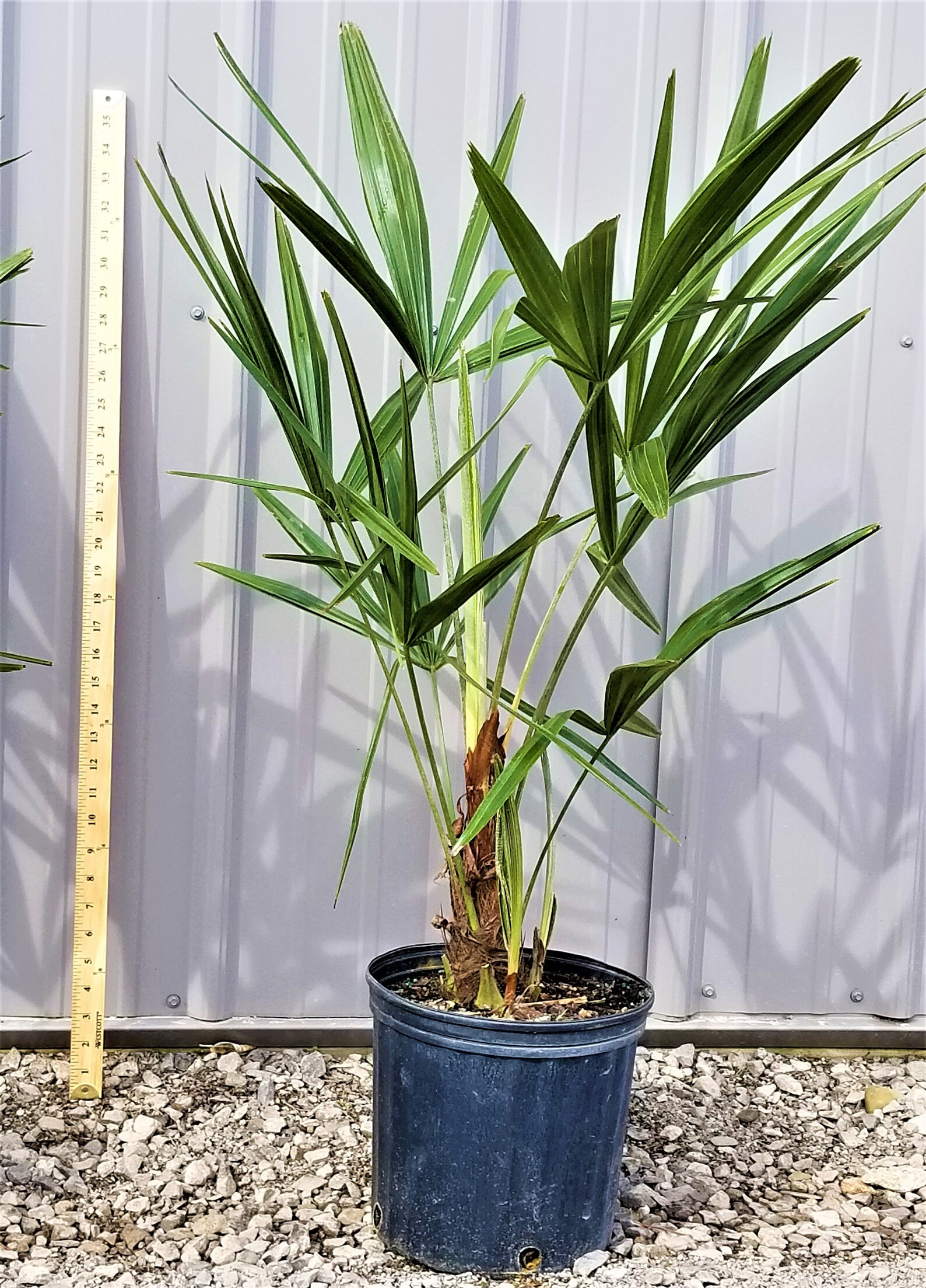 Needle Palm Tree 3 Gallon Cold Hardy - Etsy