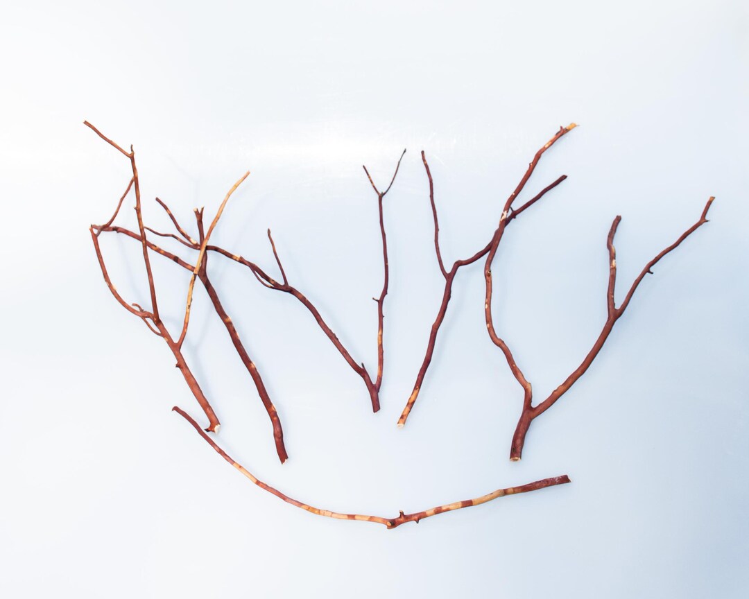 Manzanita Wood Branches: Natural Aquarium & Terrarium Decor, 10 Inch ...