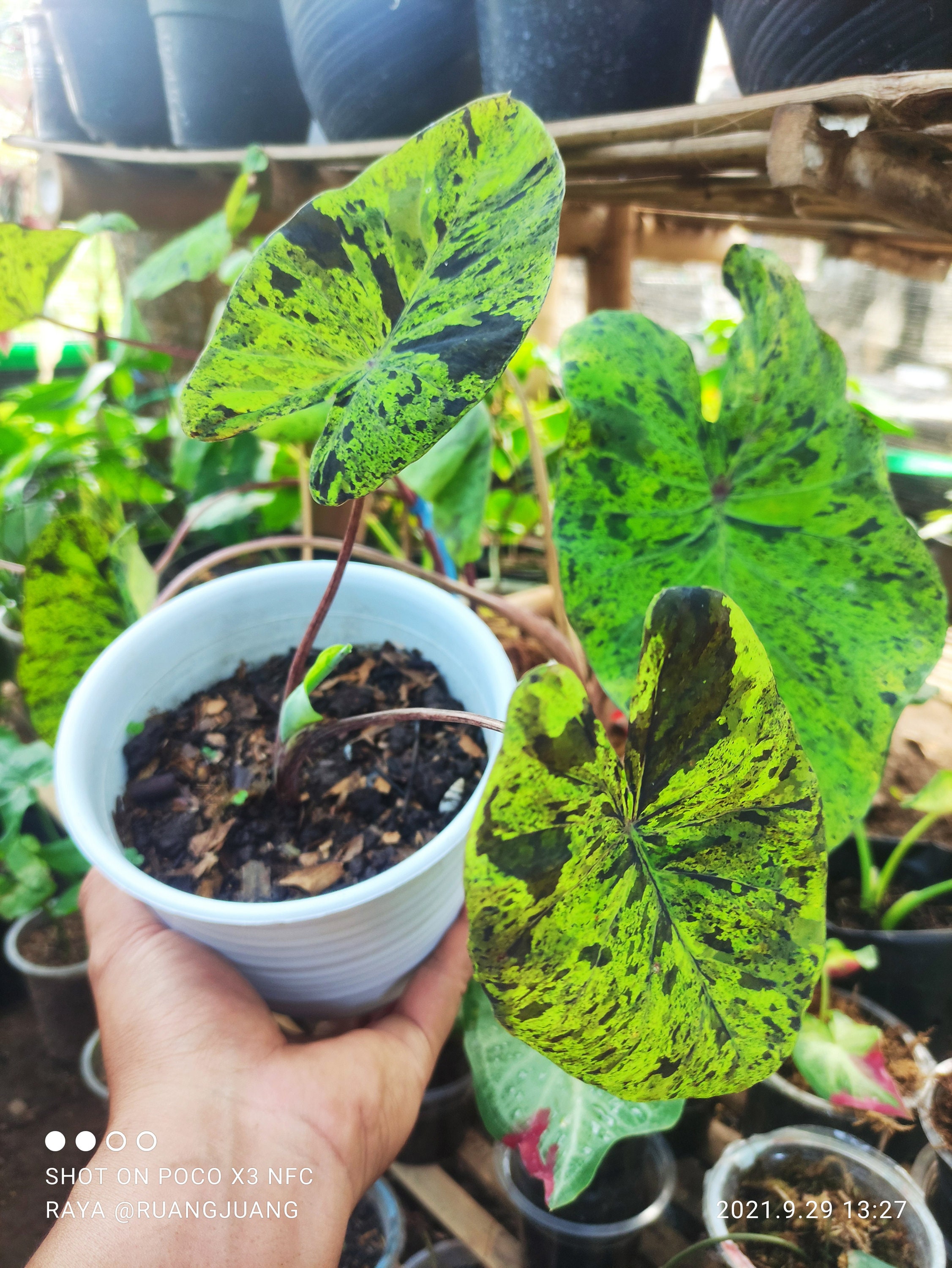 COLOCASIA Esculenta MOJITO Colocasia Mojito Variegated Plants With ...