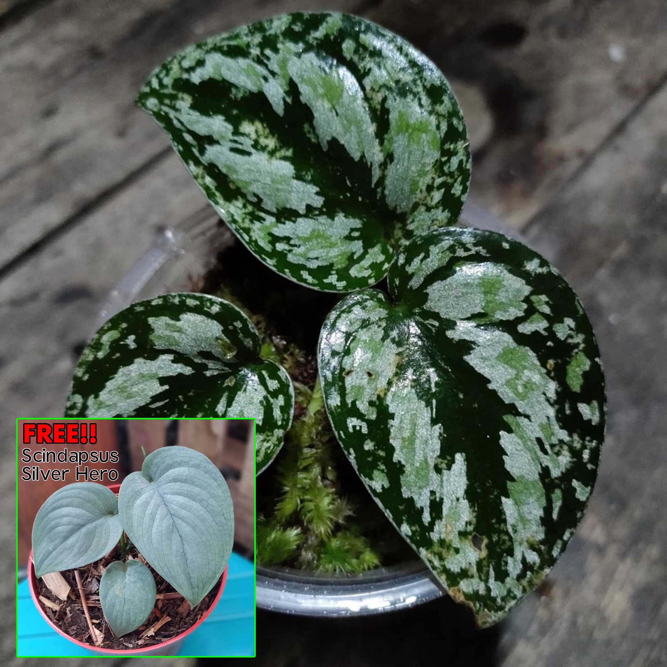 US seller scindapsus officinalis super rare Floral & Garden Crafts Home ...