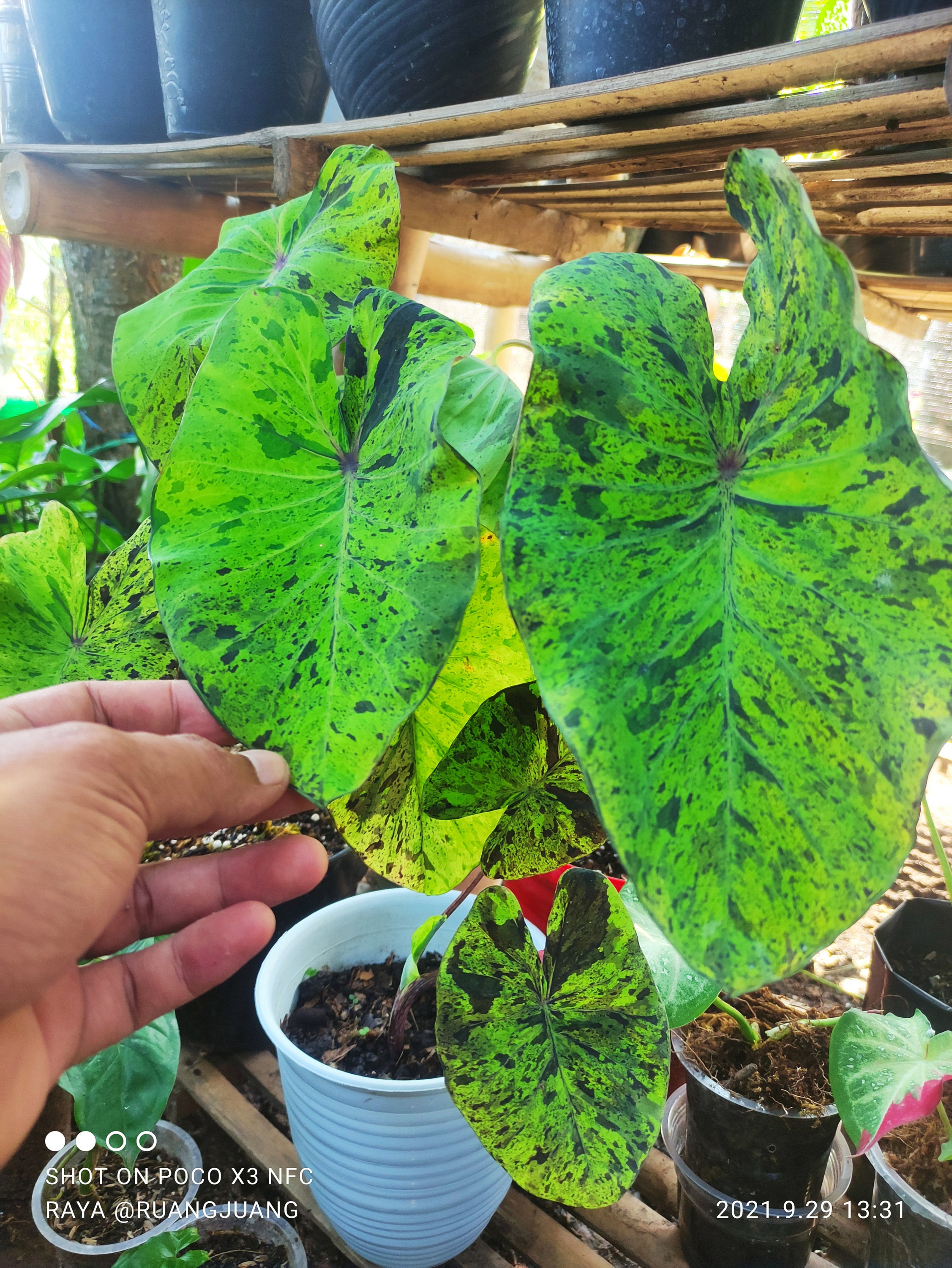 COLOCASIA Esculenta MOJITO Colocasia Mojito Variegated Plants With ...