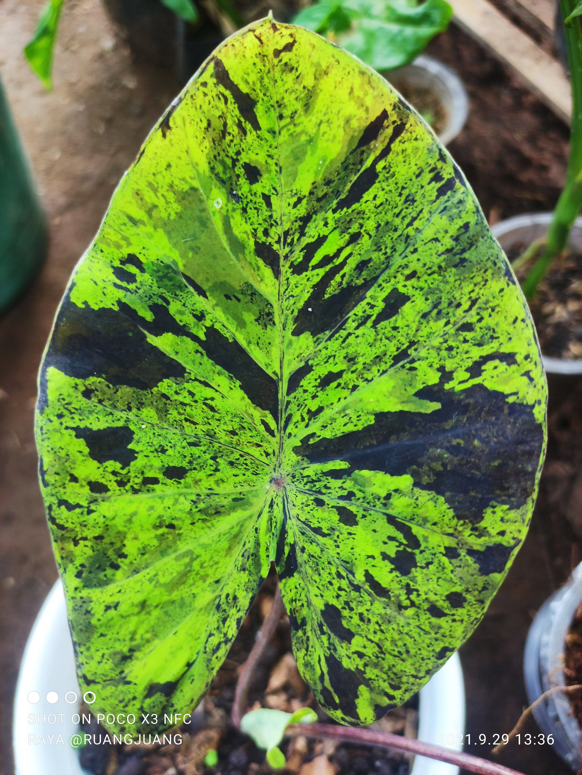 COLOCASIA Esculenta MOJITO Colocasia Mojito Variegated Plants With ...