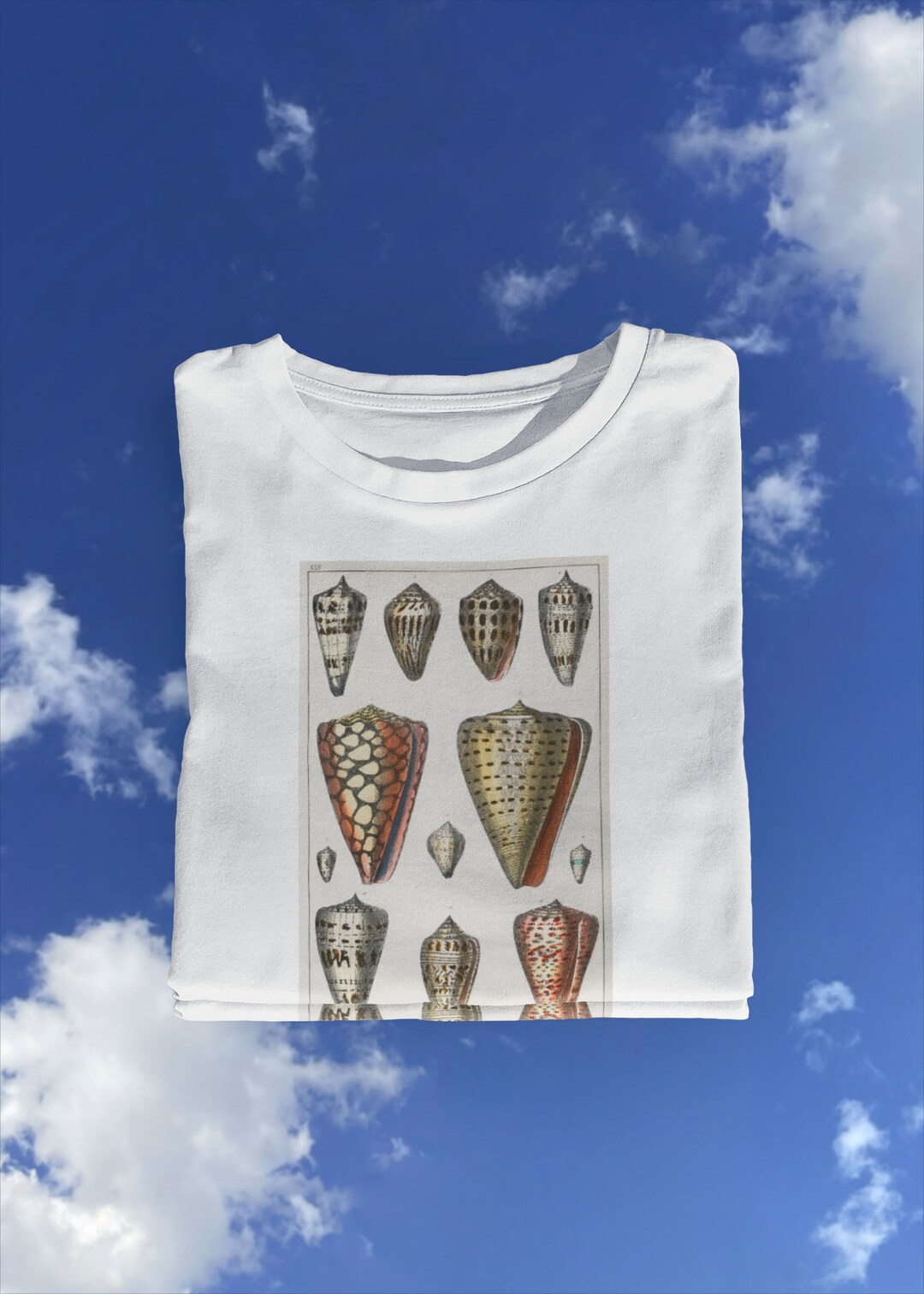 Sea Shell Drawing T Shirt / Conchology Millot Animals / Old Fossil T ...