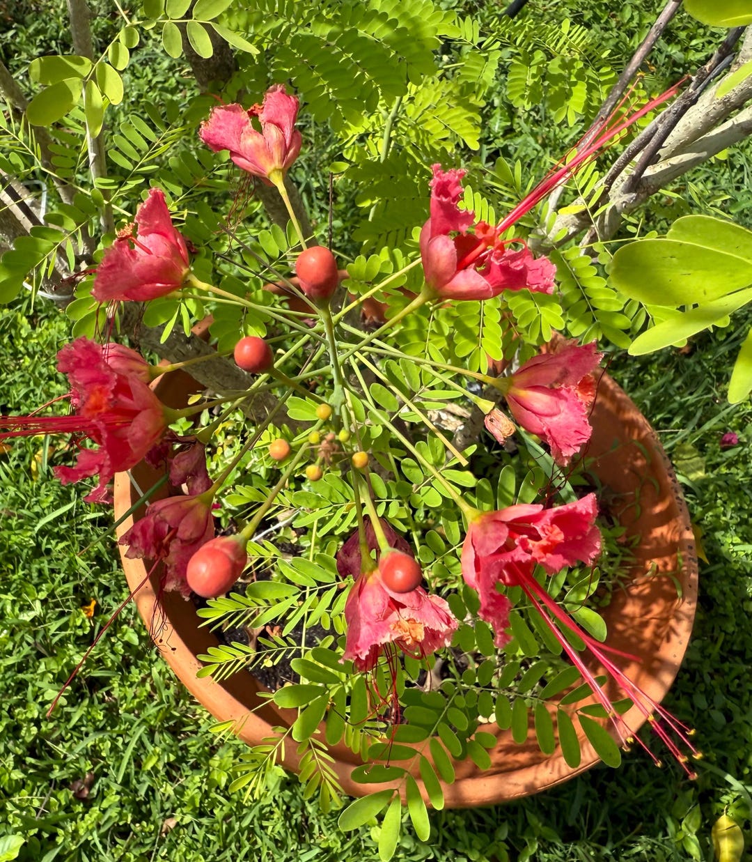 Pride of Barbados, Pink Blooms, Caesalpinia Rosea, One Rare Pod of ...