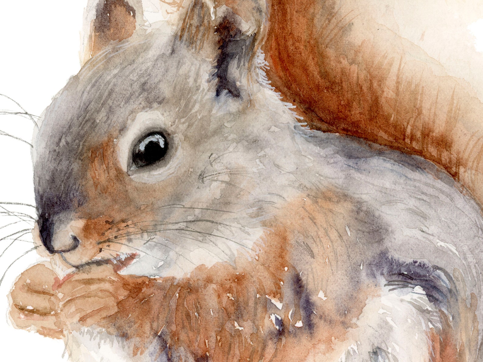 Squirrel Watercolor Art Print, Woodland Wildlife Painting for Wall Art ...