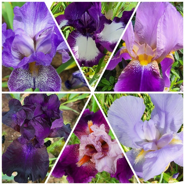 Bearded Iris Bulbs - Etsy