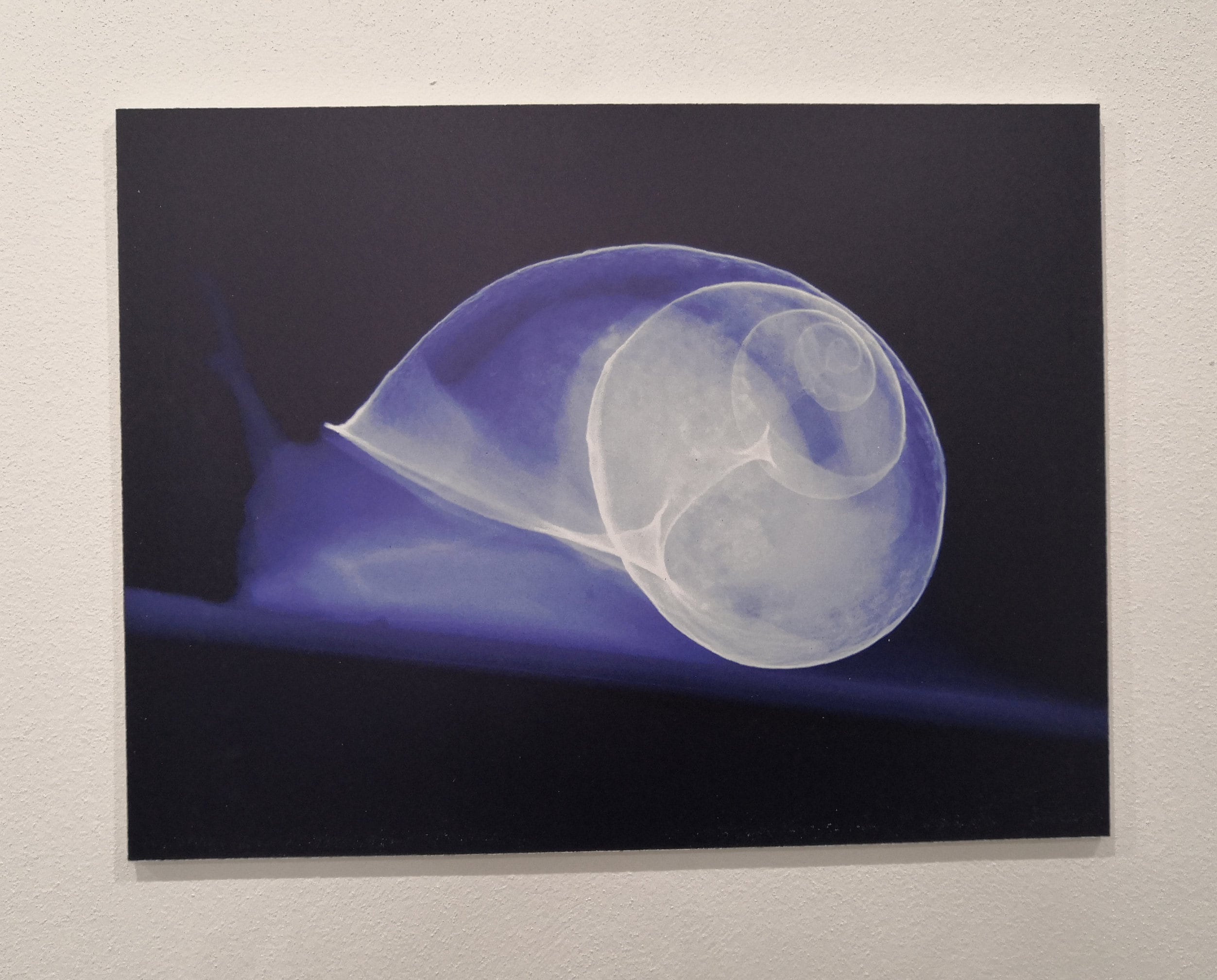 Snail X-ray Picture of a Live Snail - Etsy