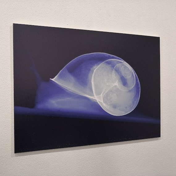 Snail X-ray Picture of a Live Snail | Etsy