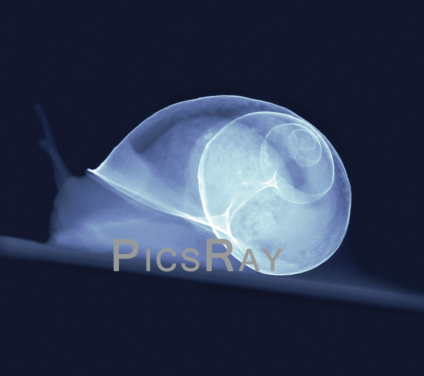 Snail X-ray Picture of a Live Snail - Etsy