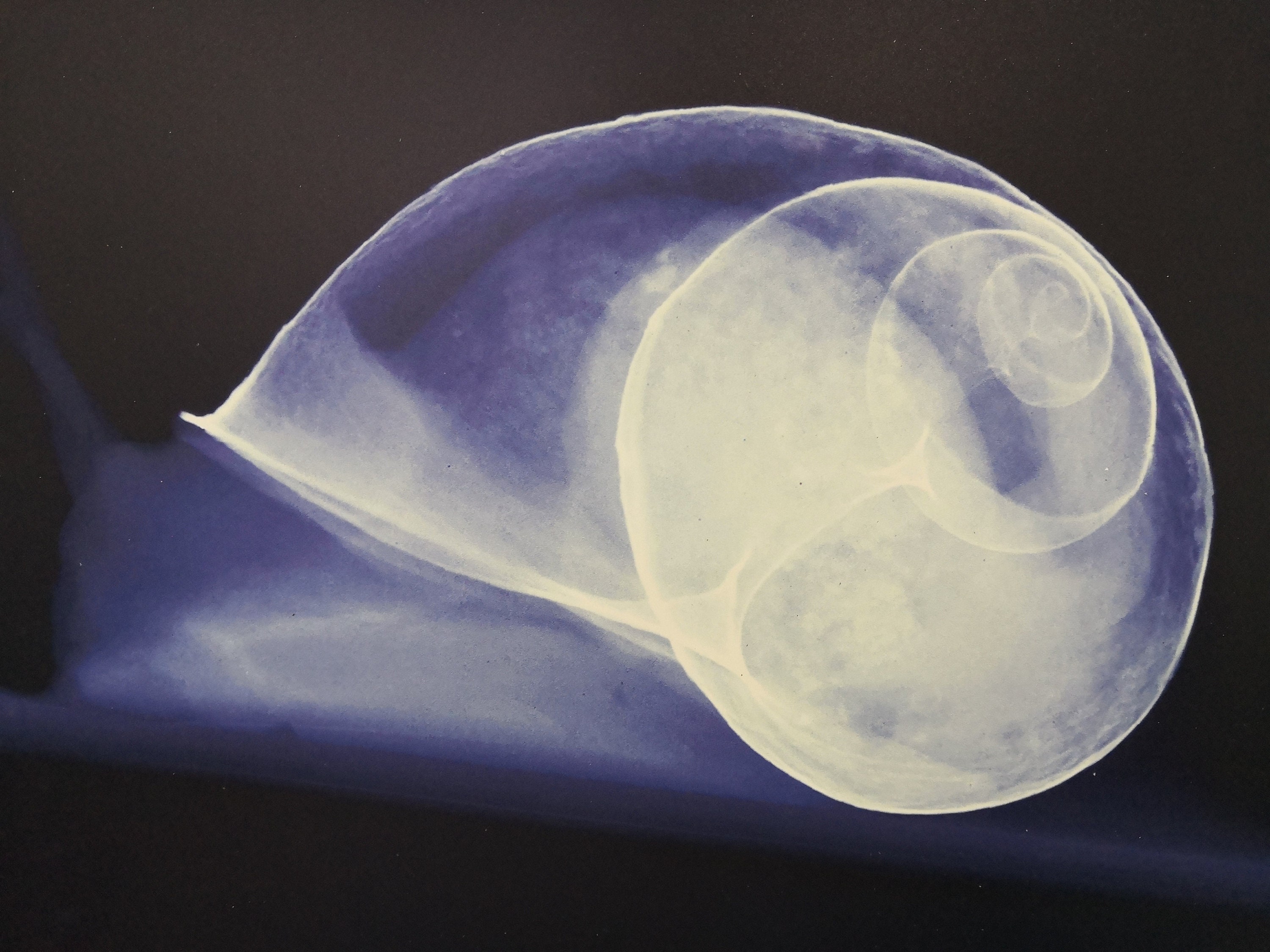 Snail X-ray Picture of a Live Snail - Etsy