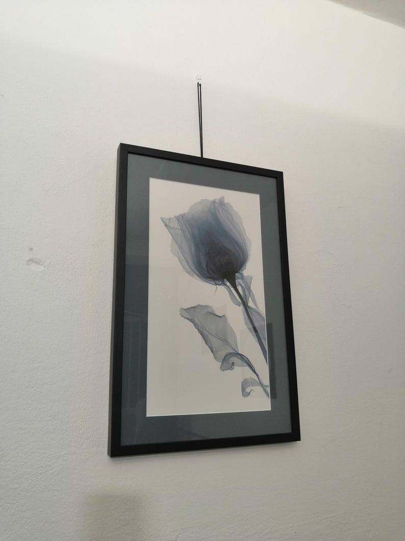 Rosa de rayos X: imagen de rayos X real de una flor de rosa, enmarcada ...