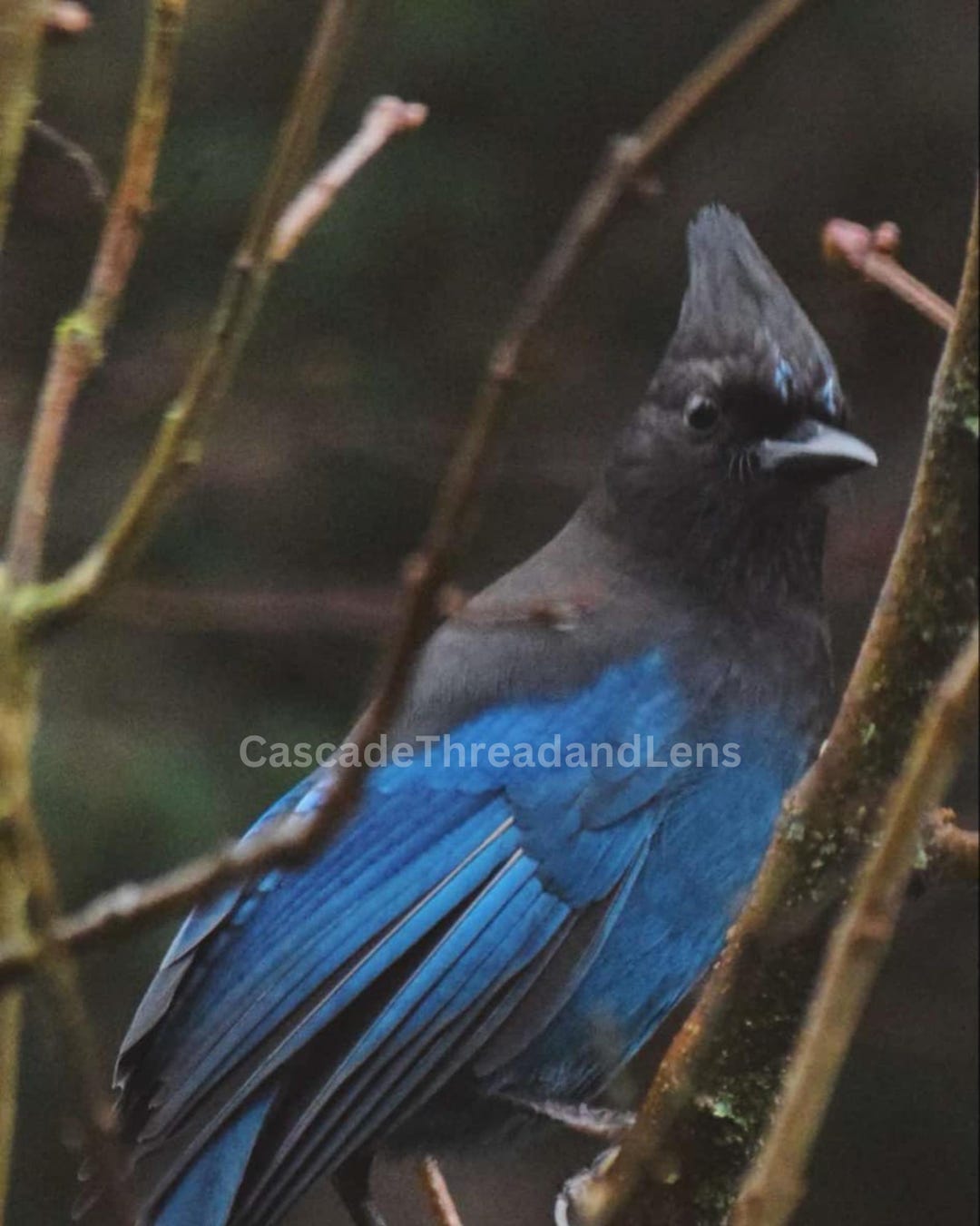 Stellar's Jay Phone Wallpaper, Digital Download - Etsy