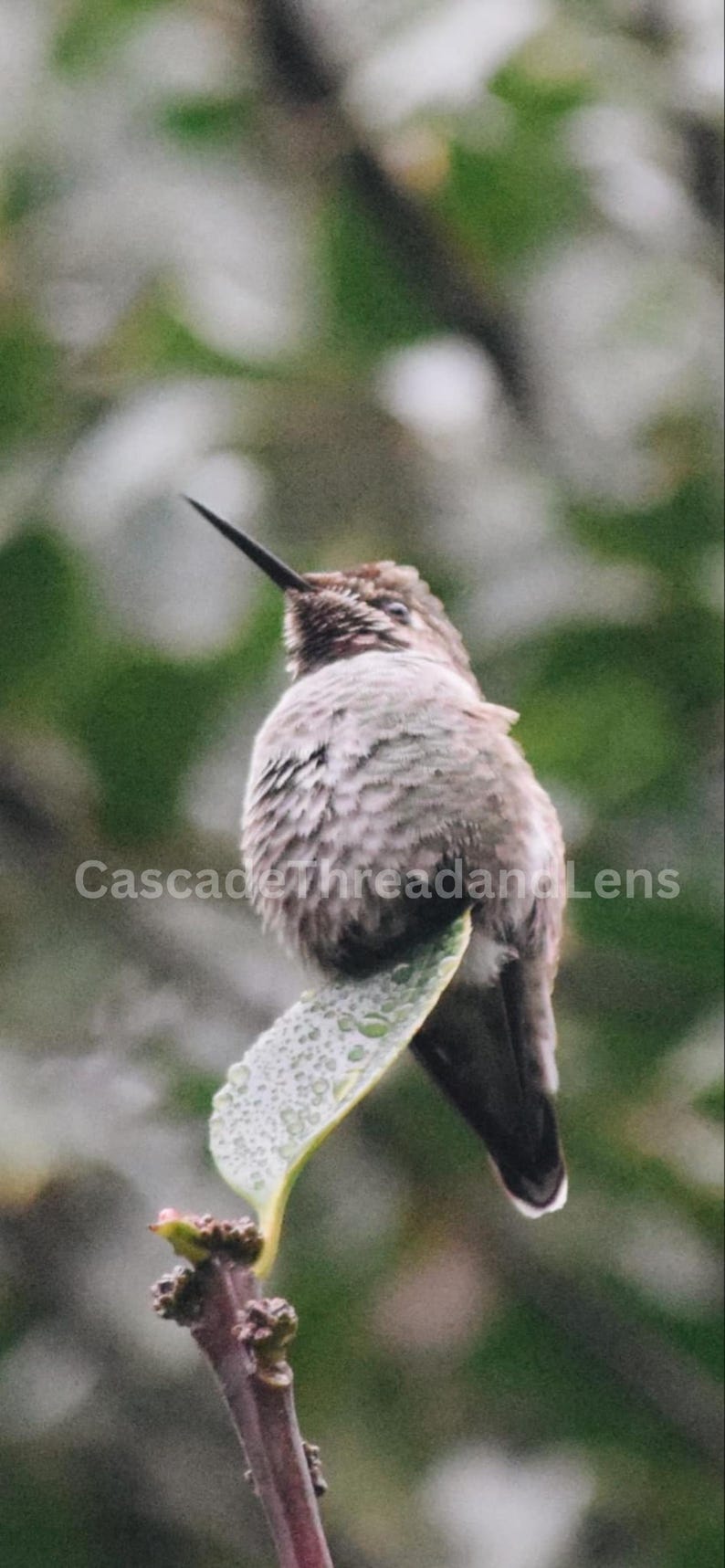 Hummingbird Phone Wallpaper, Digital Download - Etsy