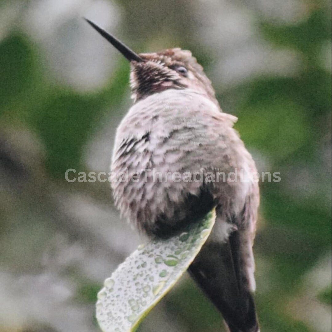 Hummingbird Phone Wallpaper, Digital Download - Etsy