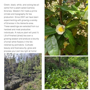 Camellia Sinensis - Cold-hardy Tea Plant - FROM SEED - Etsy