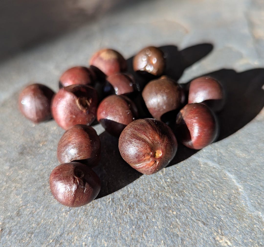 Cold-hardy Tea Seeds (camellia Sinensis) With Seed-starting ...