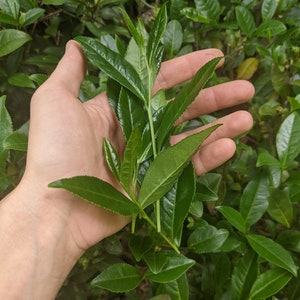 Camellia Sinensis - Cold-hardy Tea Plant - FROM SEED - Etsy