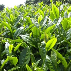 Camellia Sinensis - Cold-hardy Tea Plant - FROM SEED - Etsy