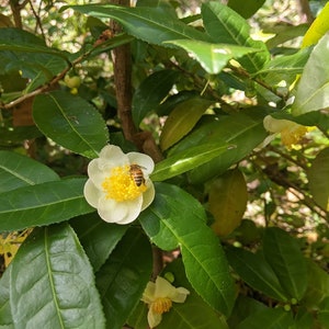 Camellia Sinensis - Cold-hardy Tea Plant - FROM SEED - Etsy