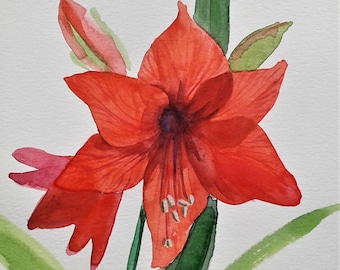 Red Amaryllis Art - Etsy