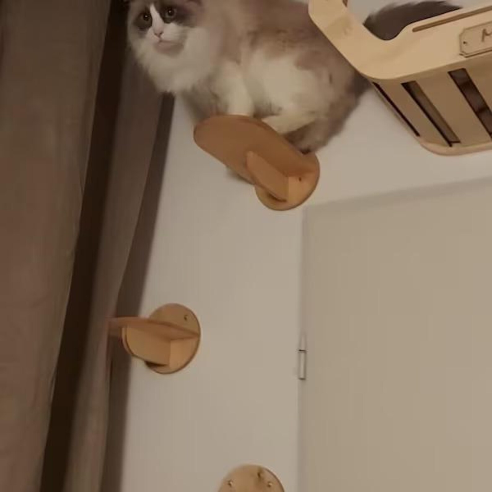 Long Cat Steps/ladder/shelves (25cm/10in) - Elevate Your Feline Friend ...