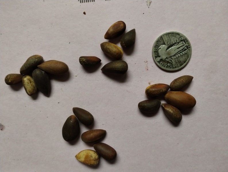 Single Leaf Pinon Pine Seeds Pack of 5 Seeds - Etsy