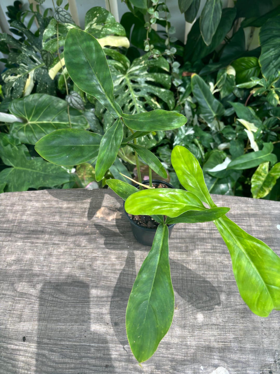 Philodendron 69686 - Etsy