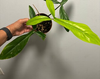 Philodendron '69686' Cutting Starter Plant 2.5 Inch Plant Node Cutting ...