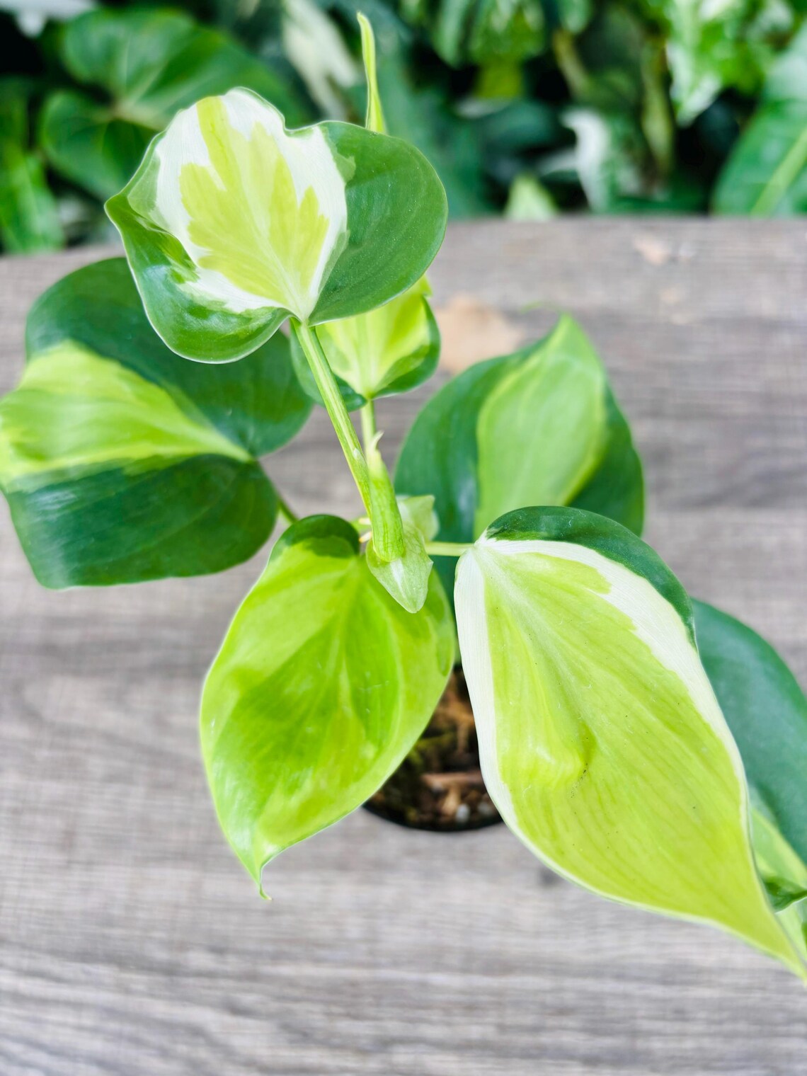 Philodendron Gabby - Etsy
