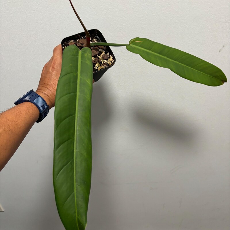 Philodendron Bicolor - Etsy