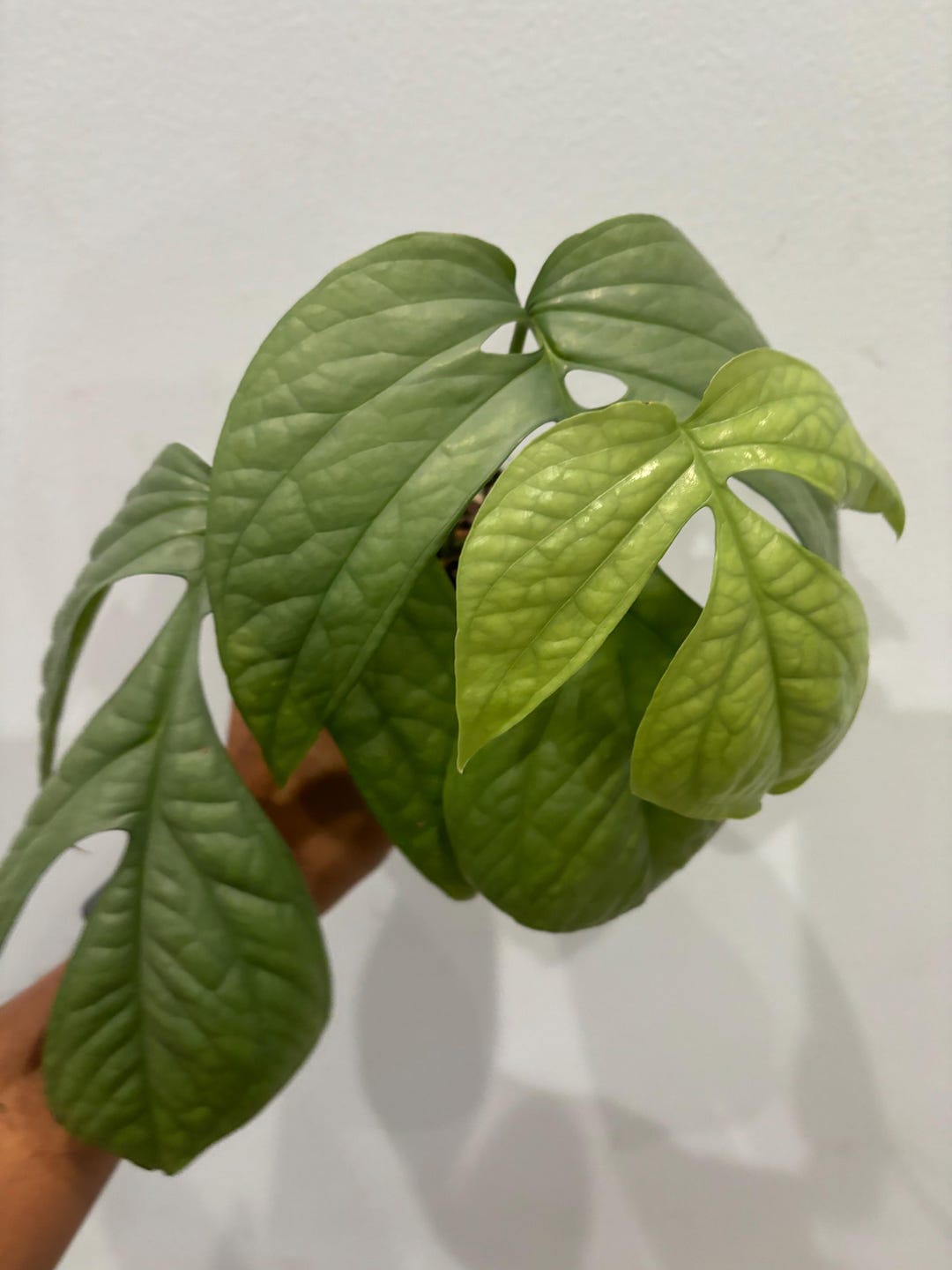Amydrium Silver Monstera Spiderman - Etsy