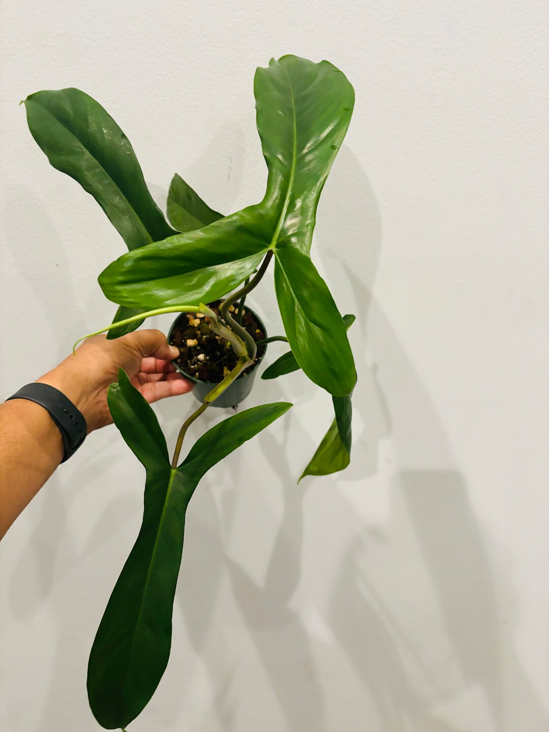 Philodendron 69686 - Etsy