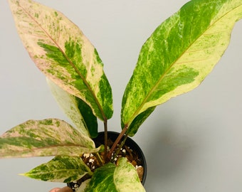Anthurium Renaissance Variegation. Hybrid Seedling Size 3-5 Inch - Etsy
