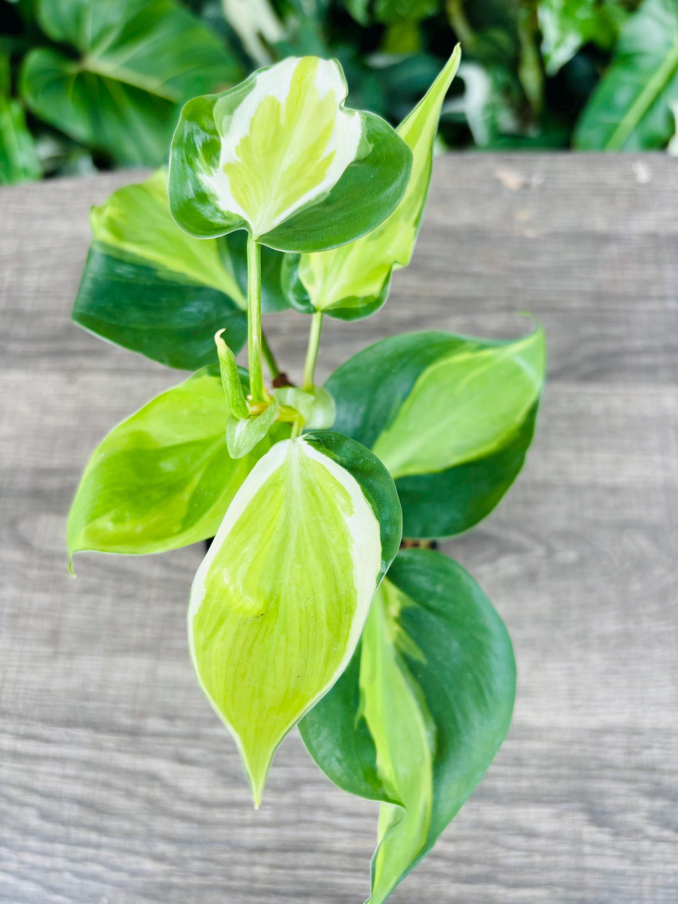 Philodendron Gabby - Etsy