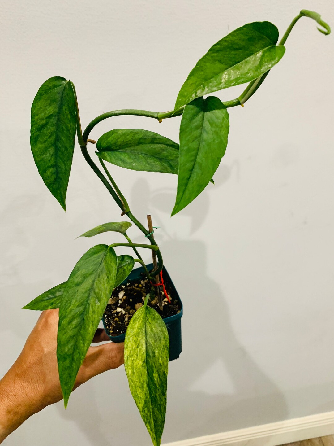 Cebu Blue Green Marble Pothos - Etsy