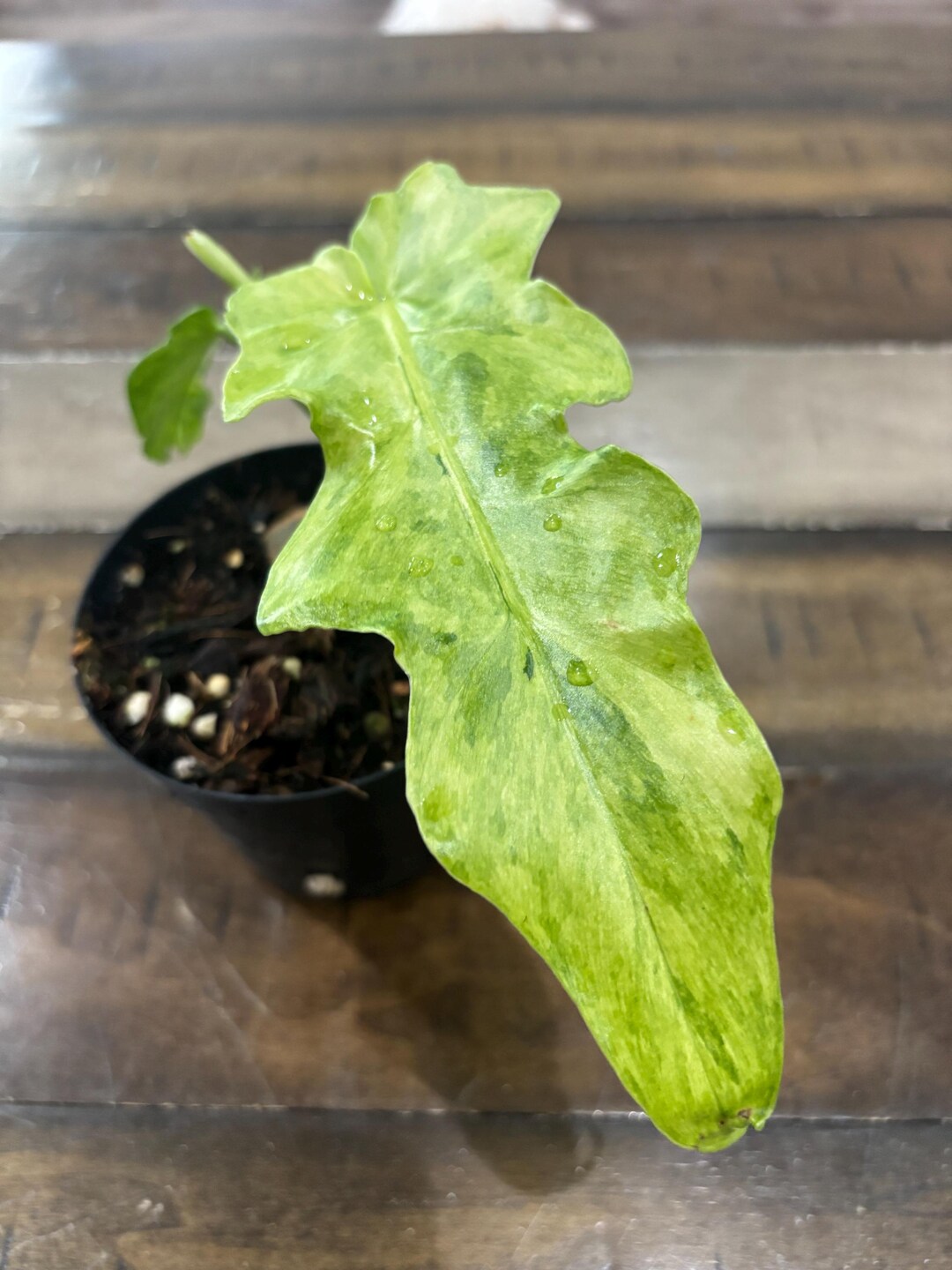 Philodendron Bob Cee Variegated - Etsy