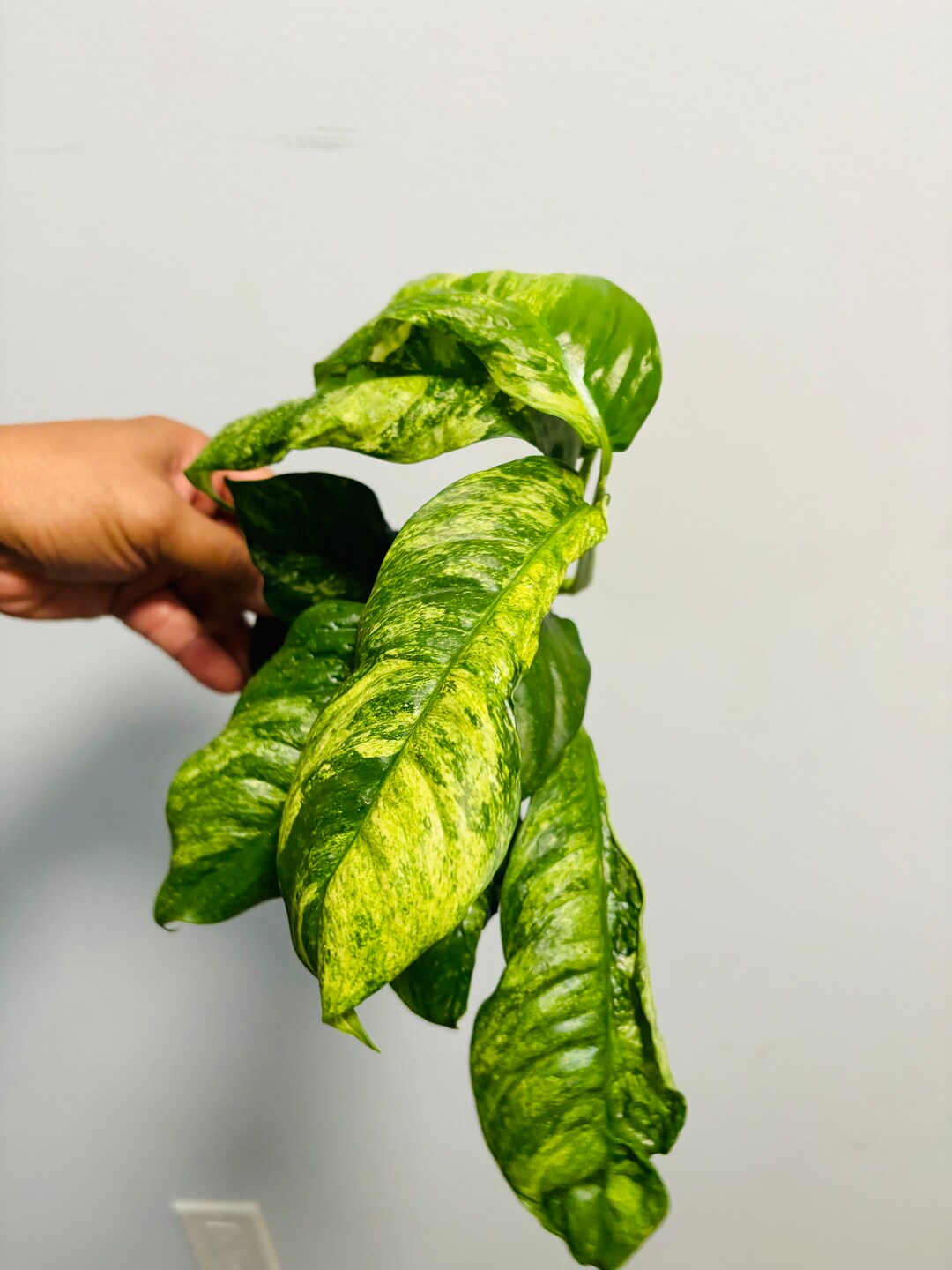 Rhaphidophora Puberula Variegated - Etsy