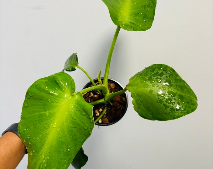 Philodendron Rugosum Aberrant Form - Etsy