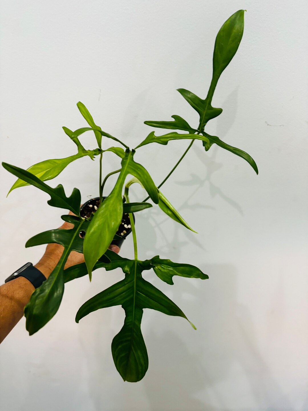 Philodendron Glad Hands With Sports Variegation - Etsy
