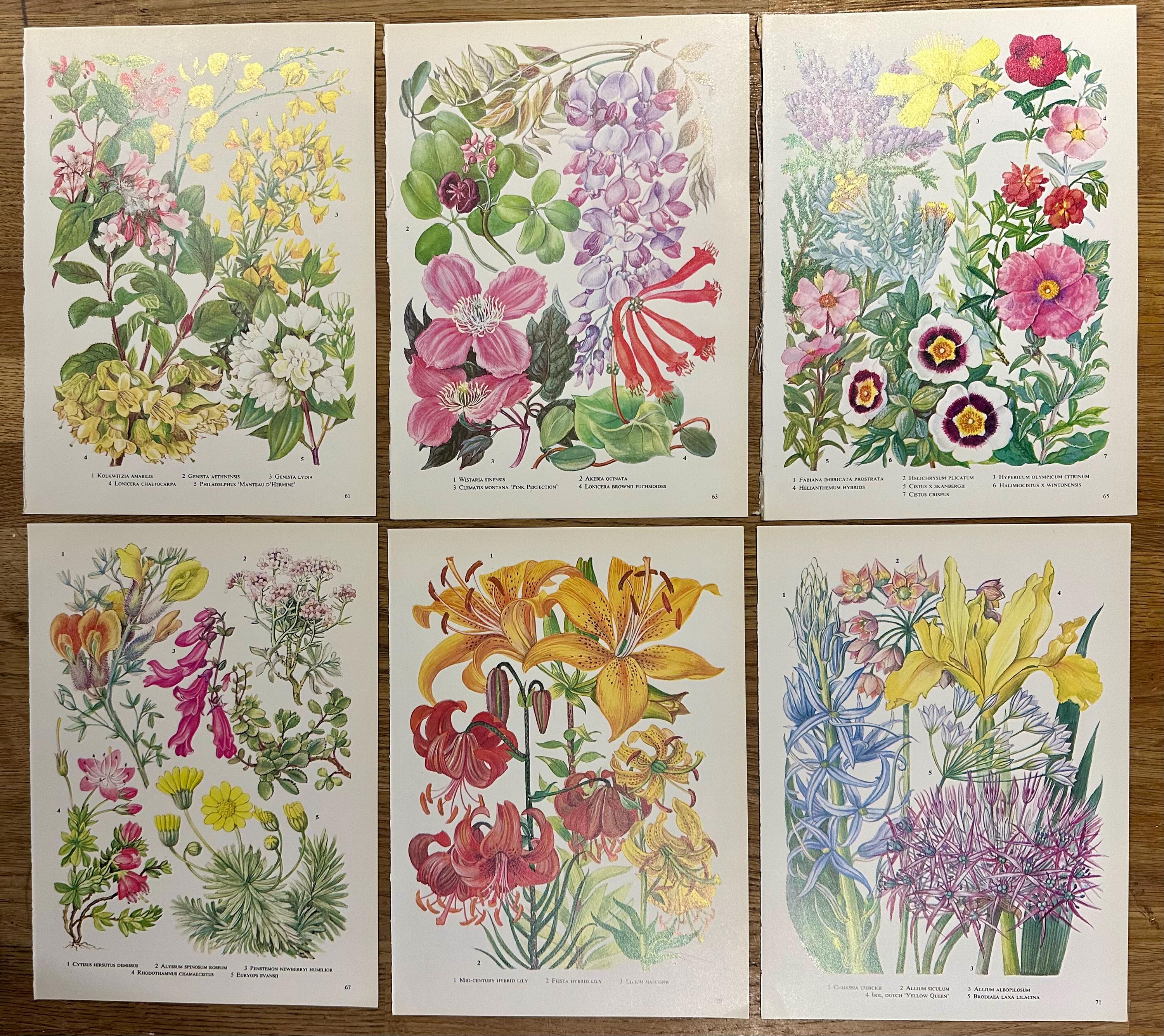 75 Year Old BOTANICAL FLOWER PRINTS Pages From an Original 1950s Book L ...