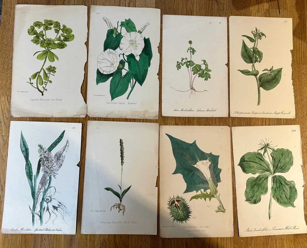 ANTIQUE BOTANICAL PRINTS Pages From an Original Antique Book L Flowers ...